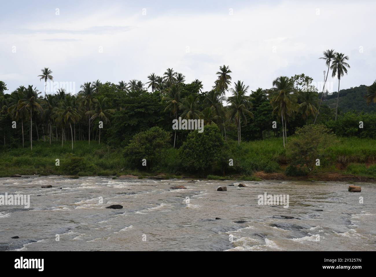 Tall coconut trees sway gracefully along the tranquil riverbacnk, with ...