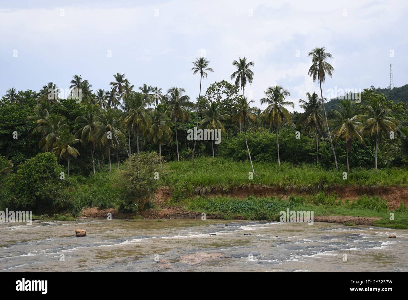 Lush green palm trees sway hi-res stock photography and images - Alamy