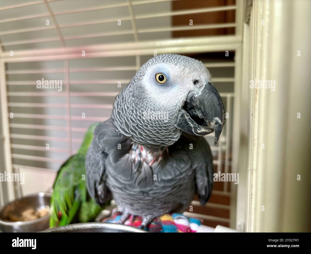 Smiling African Grey parrot with slightly opened beak perched inside ...