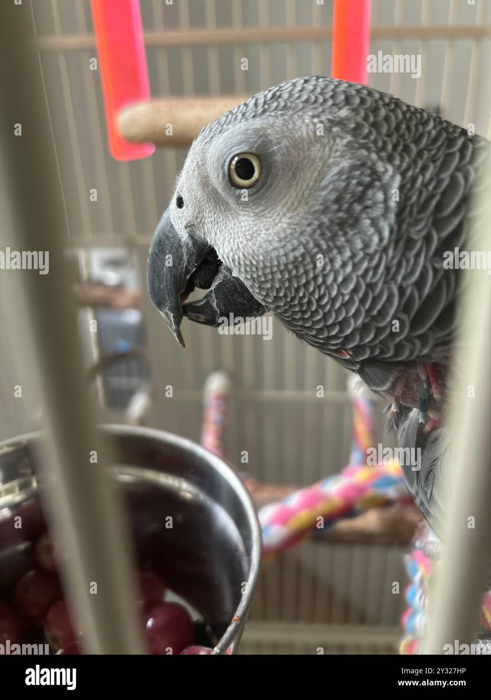 Close-up of an African Grey parrot eating grapes inside a birdcage ...