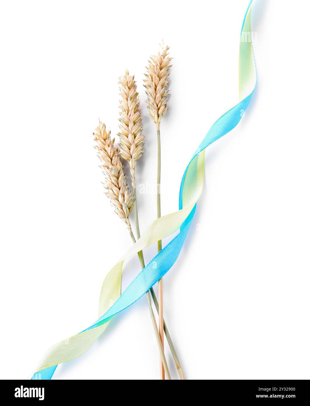 Ears of wheat with ribbons in colors of Ukrainian national flag ...