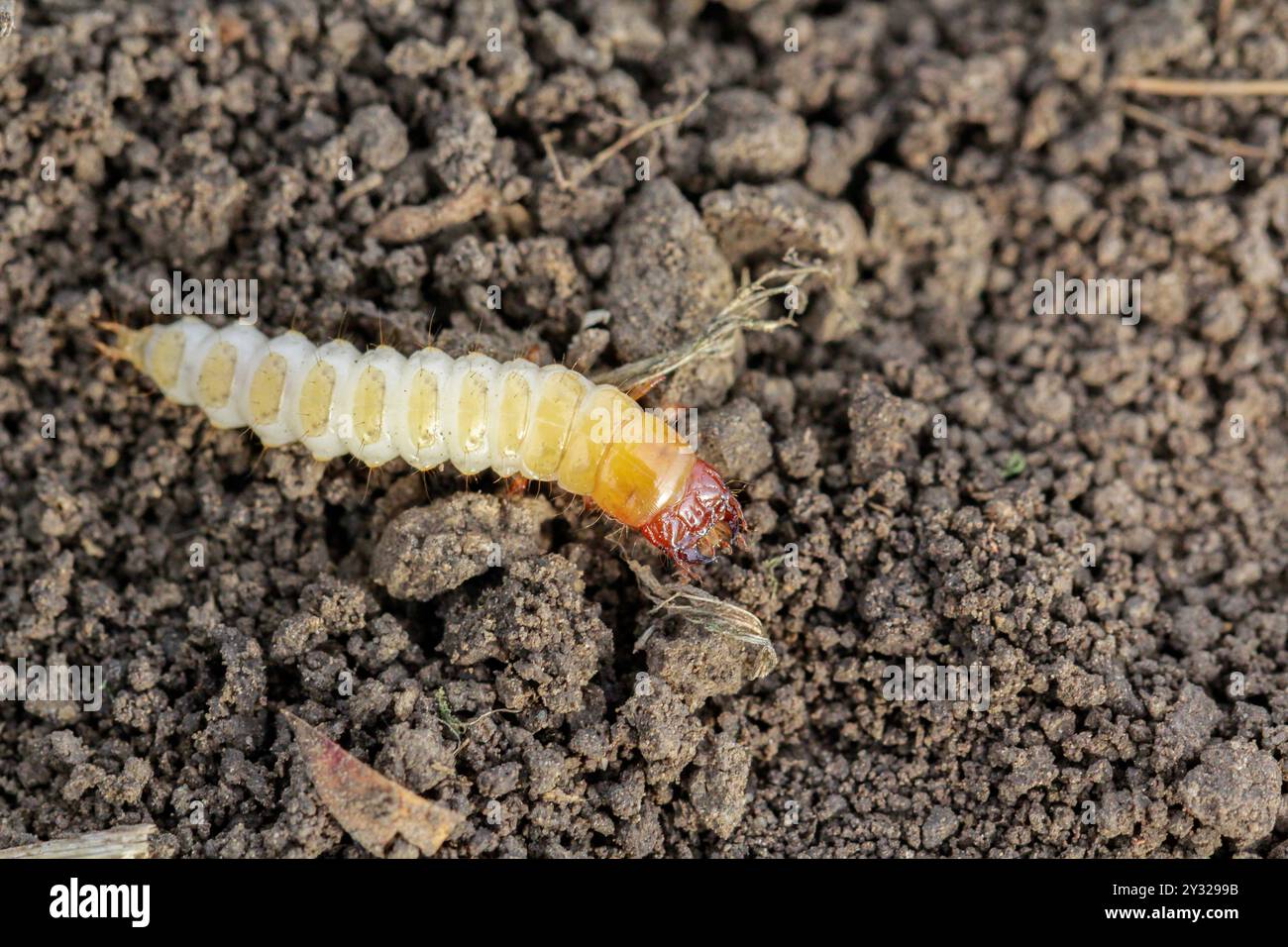 Larva of Zabrus tenebrioides Goeze is a species of black ground beetle ...