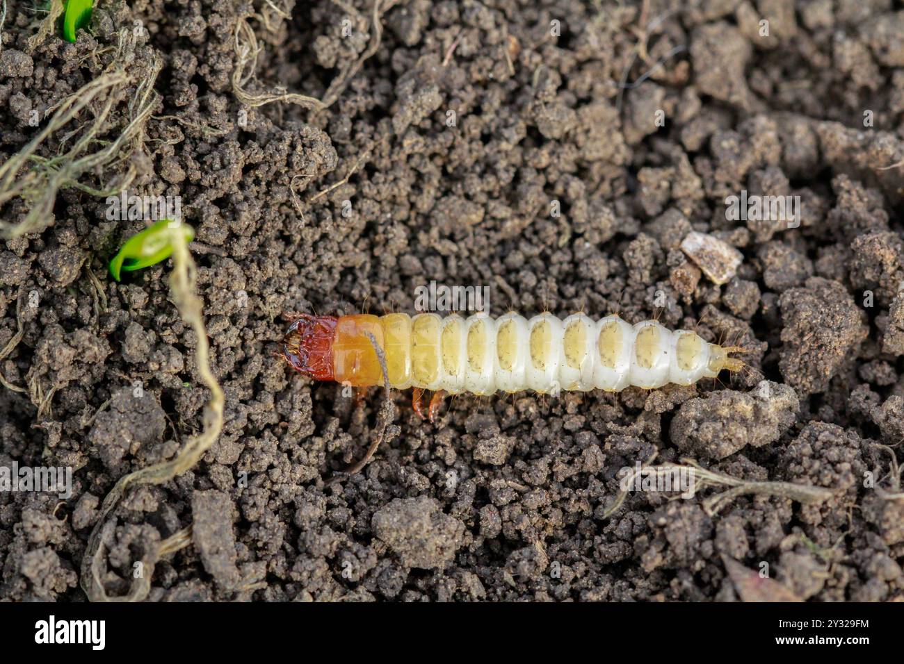 Larva of Zabrus tenebrioides Goeze is a species of black ground beetle Carabidae Stock Photo - Alamy