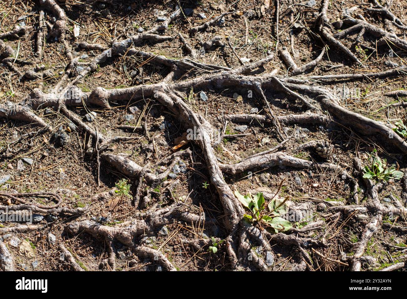 A large collection of tree roots is sprawling across the ground Stock ...