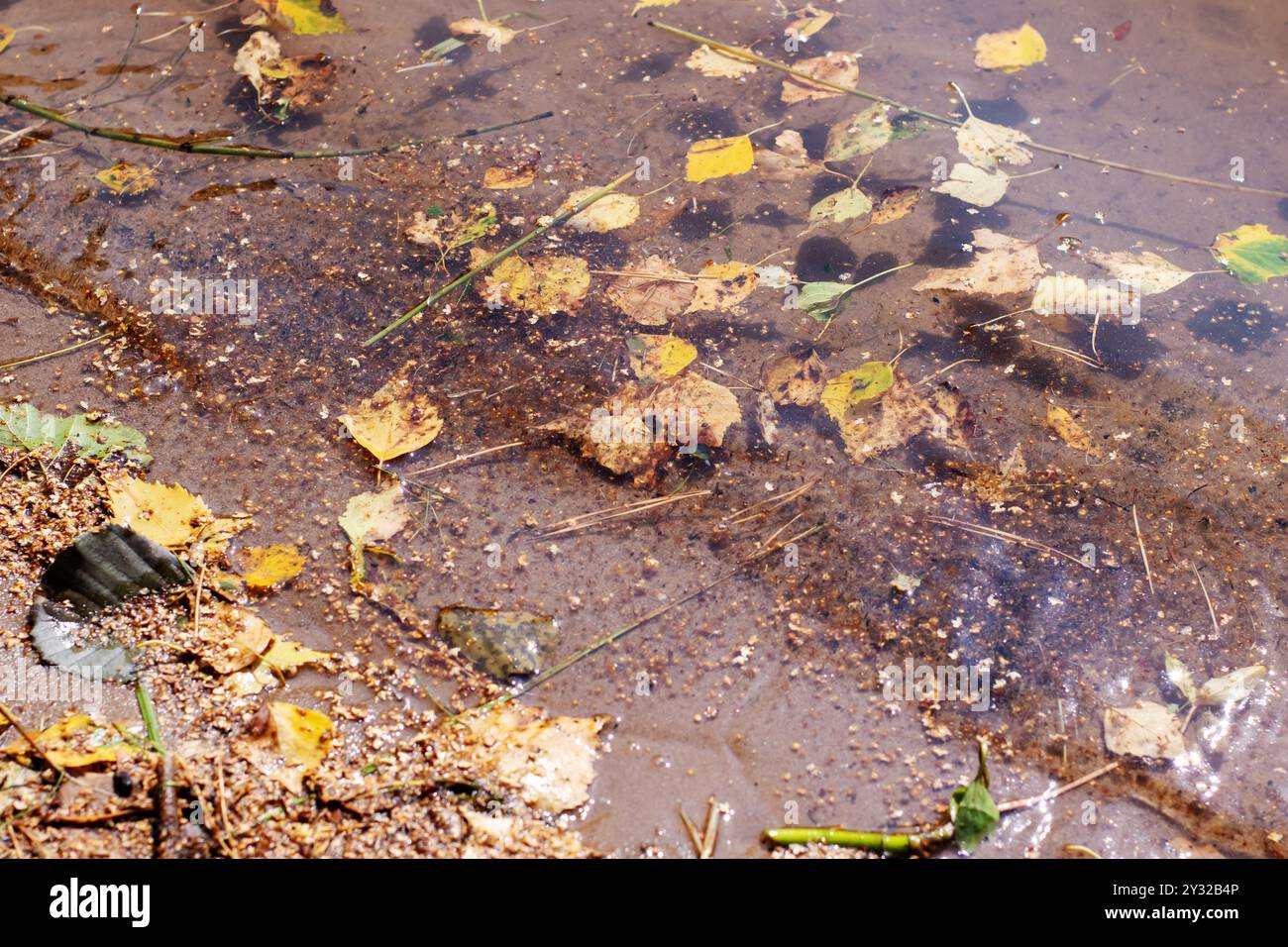 A small puddle of water has various leaves gently floating on top of it ...