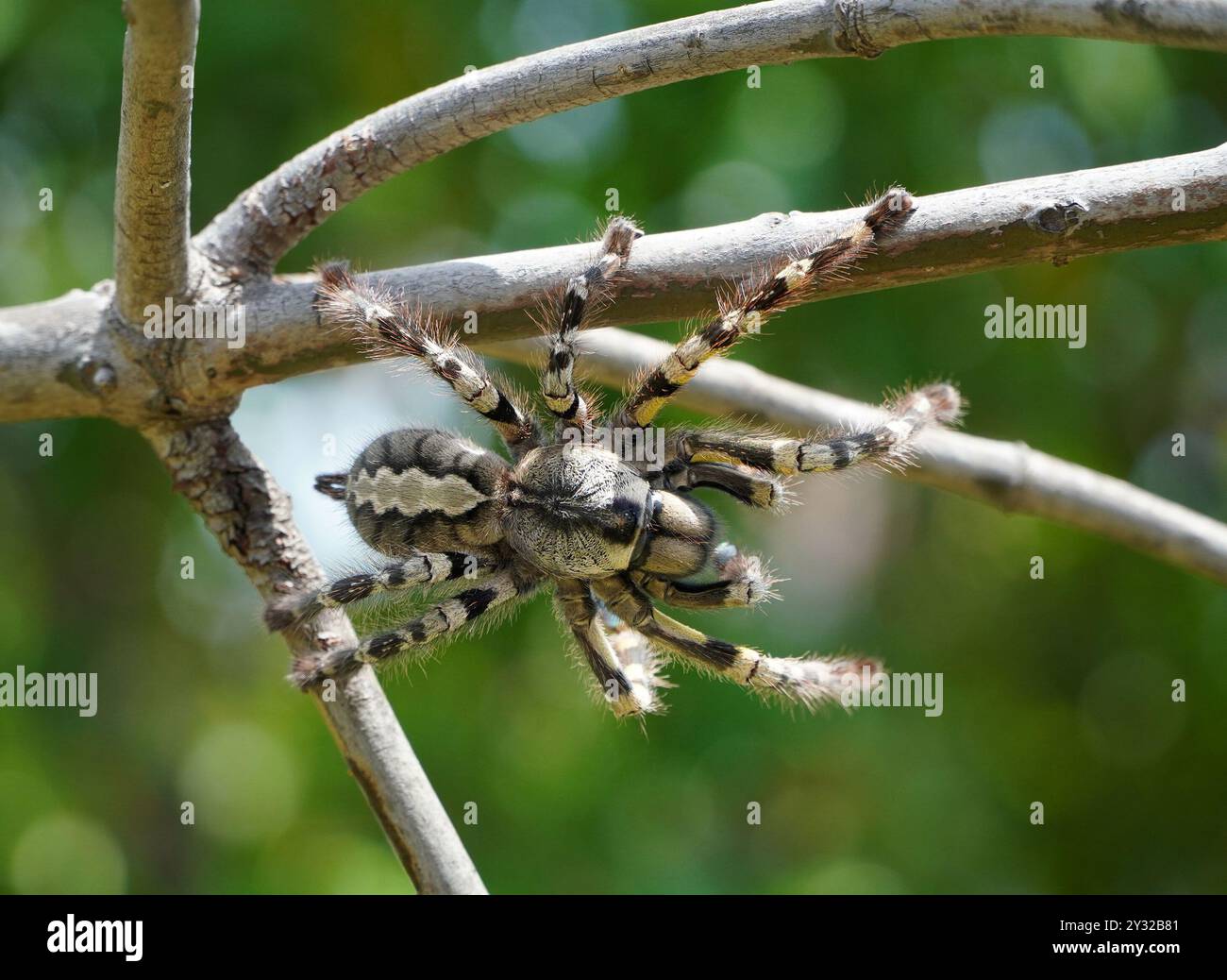 Big Tarantula spider in the tree Stock Photo - Alamy