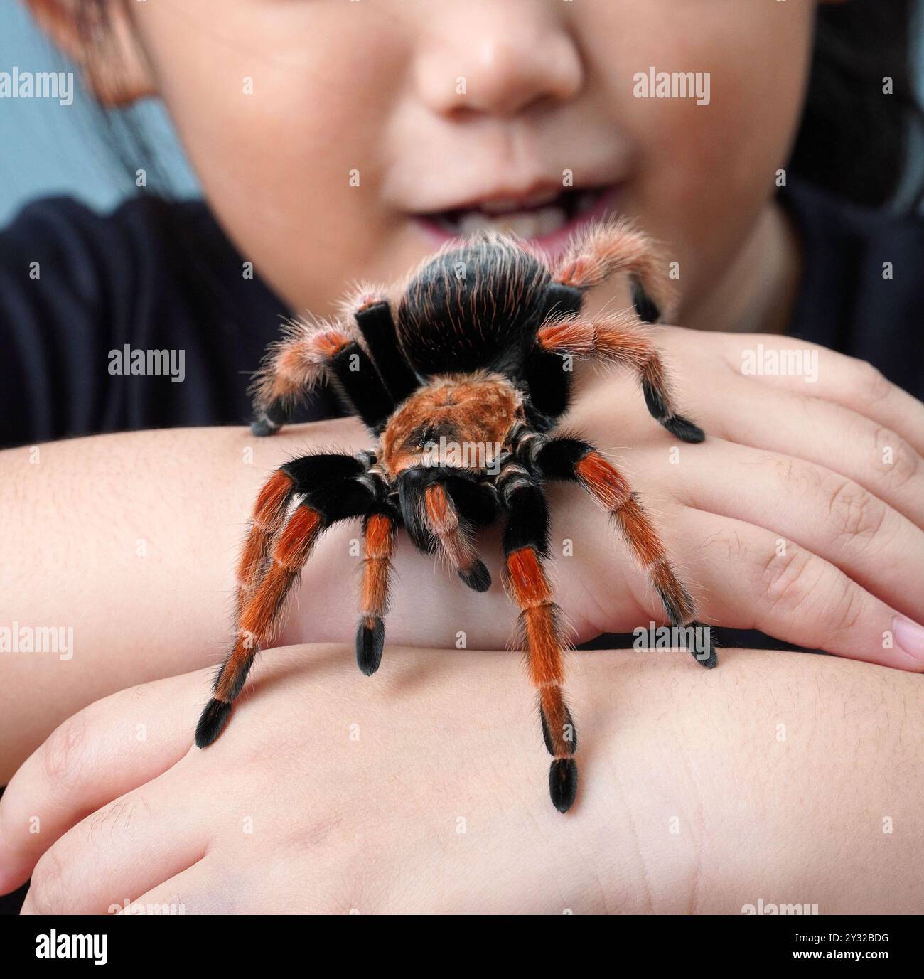 A kid plays with big Tarantula spider as a pet Stock Photo - Alamy