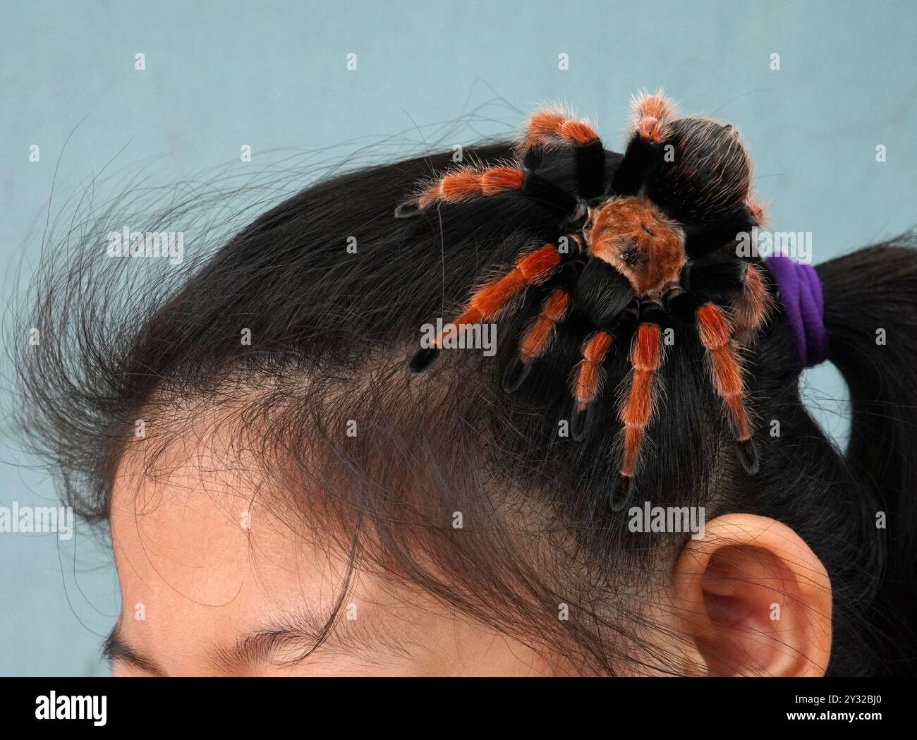 A kid plays with big Tarantula spider as a pet Stock Photo - Alamy