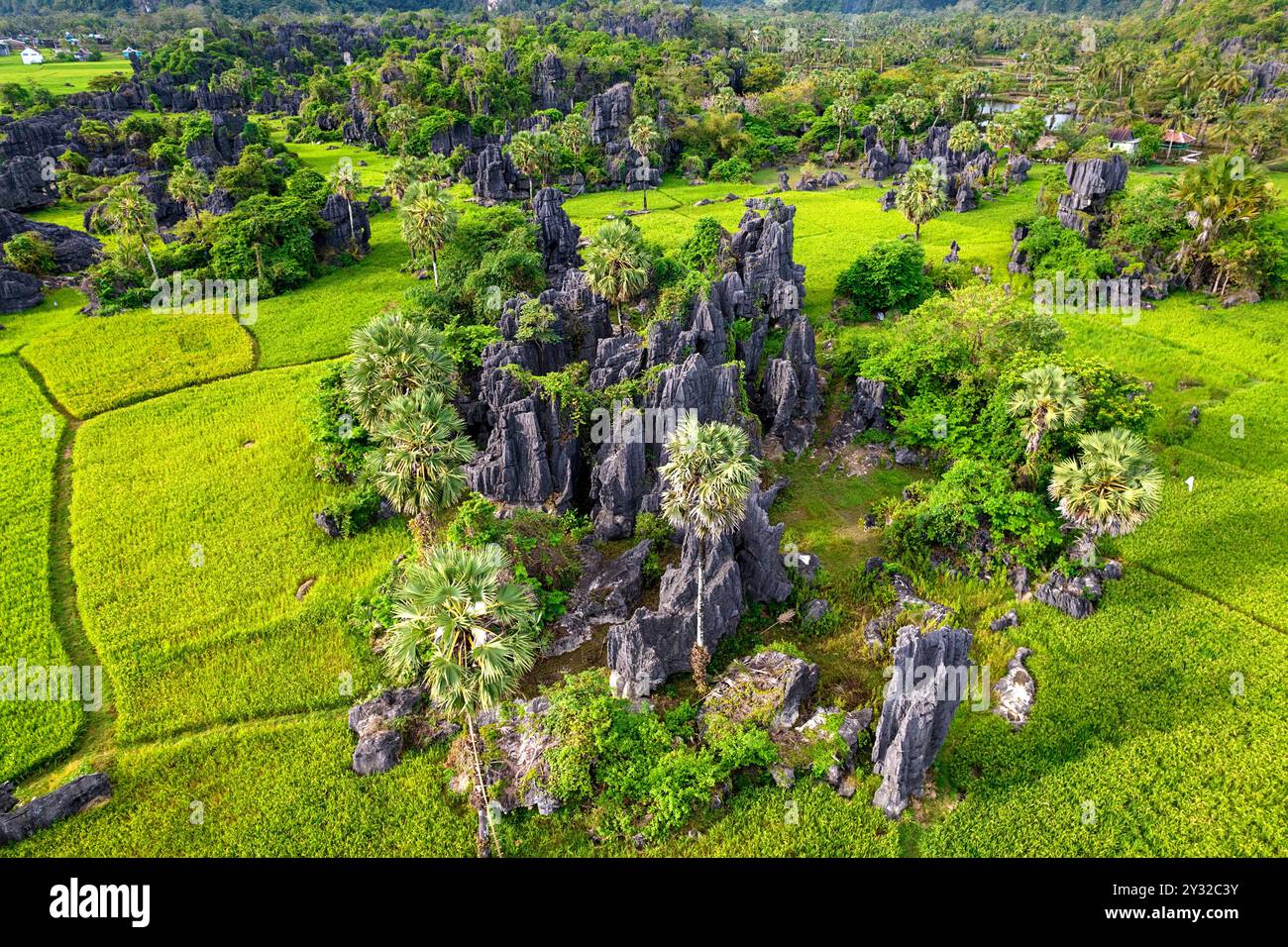 Beautiful stone forest knows as karst set amid rice fields and palm ...