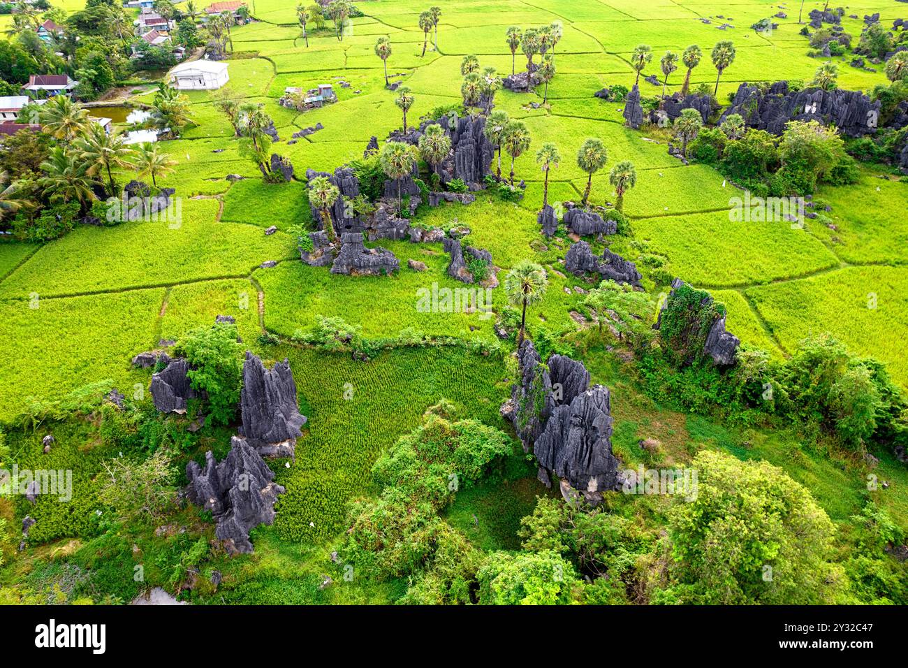Beautiful stone forest knows as karst set amid rice fields and palm ...