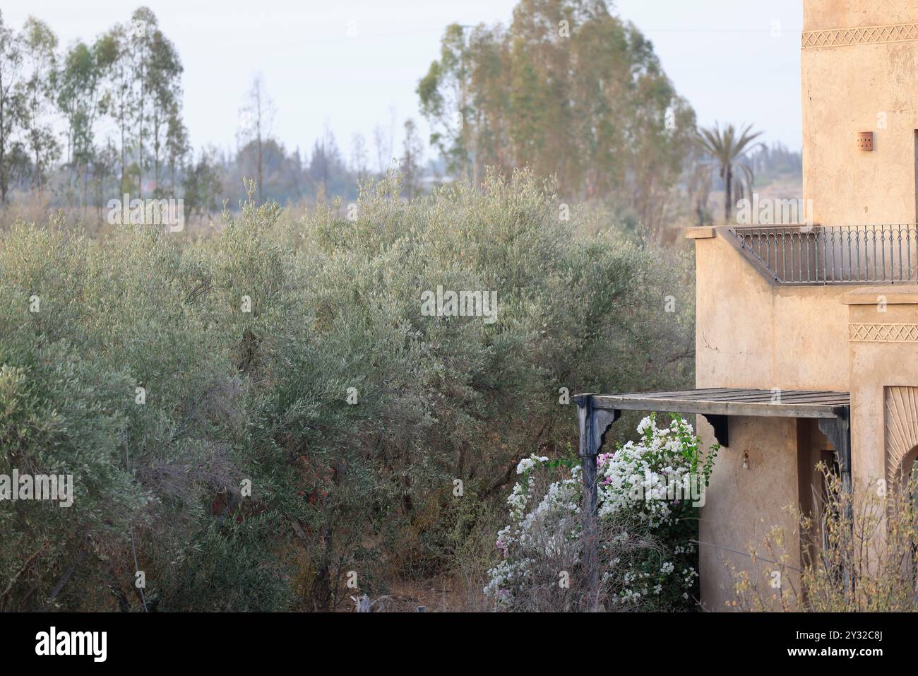 Olive trees in the Marrakech region of Morocco. Marrakech, Marrakech ...