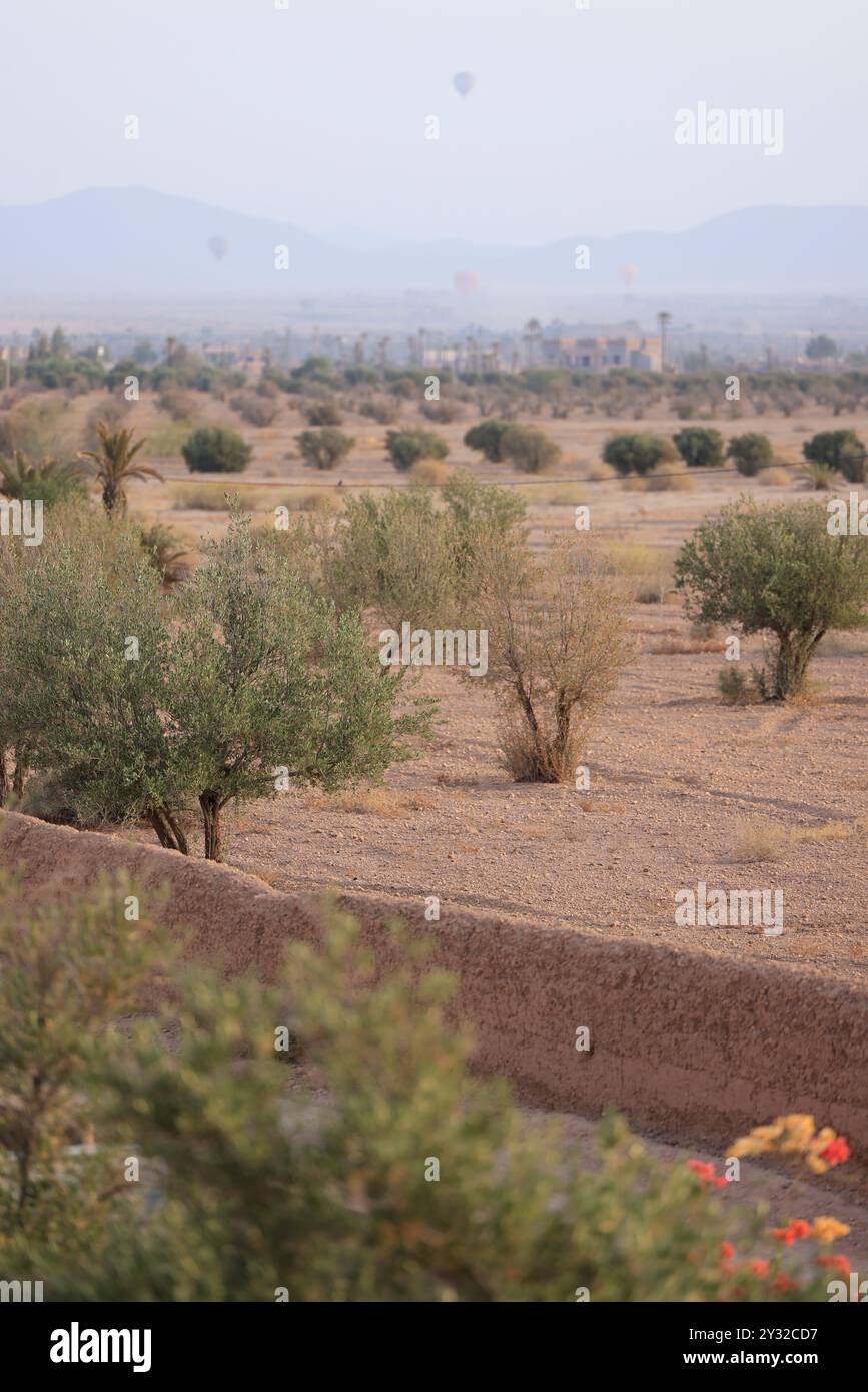 Olive trees in the Marrakech region of Morocco. Marrakech, Marrakech ...