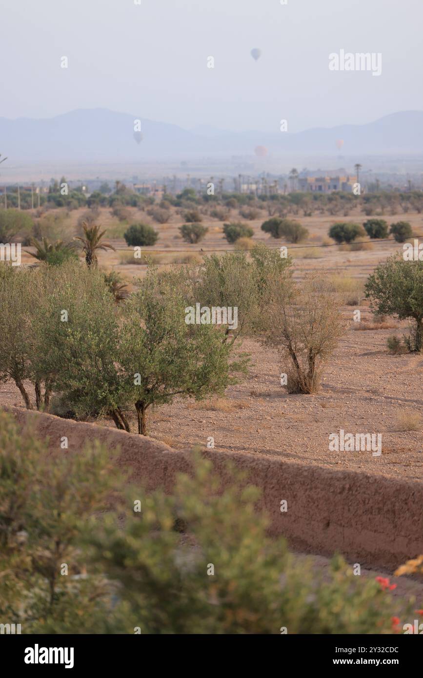 Olive trees in the Marrakech region of Morocco. Marrakech, Marrakech ...