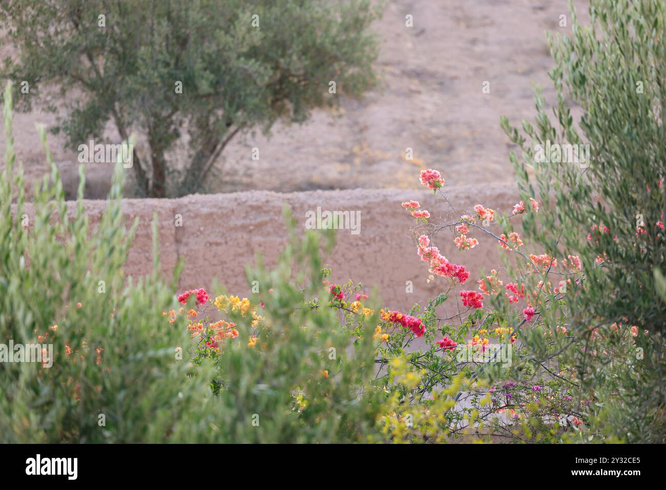 Olive trees in the Marrakech region of Morocco. Marrakech, Marrakech ...