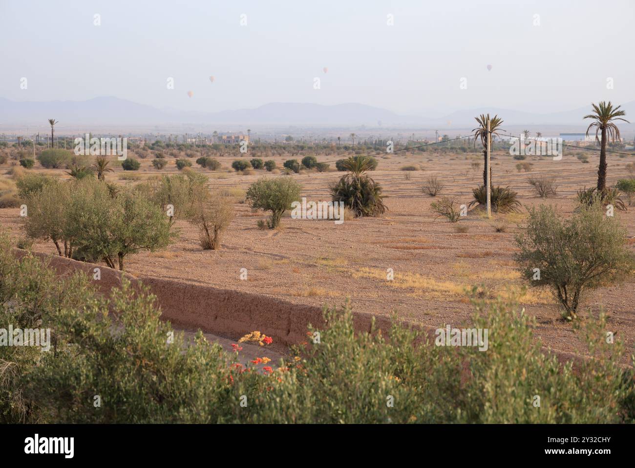Olive trees in the Marrakech region of Morocco. Marrakech, Marrakech ...