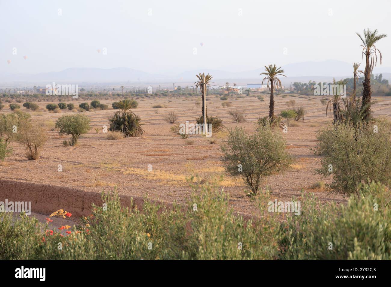 Olive trees in the Marrakech region of Morocco. Marrakech, Marrakech ...