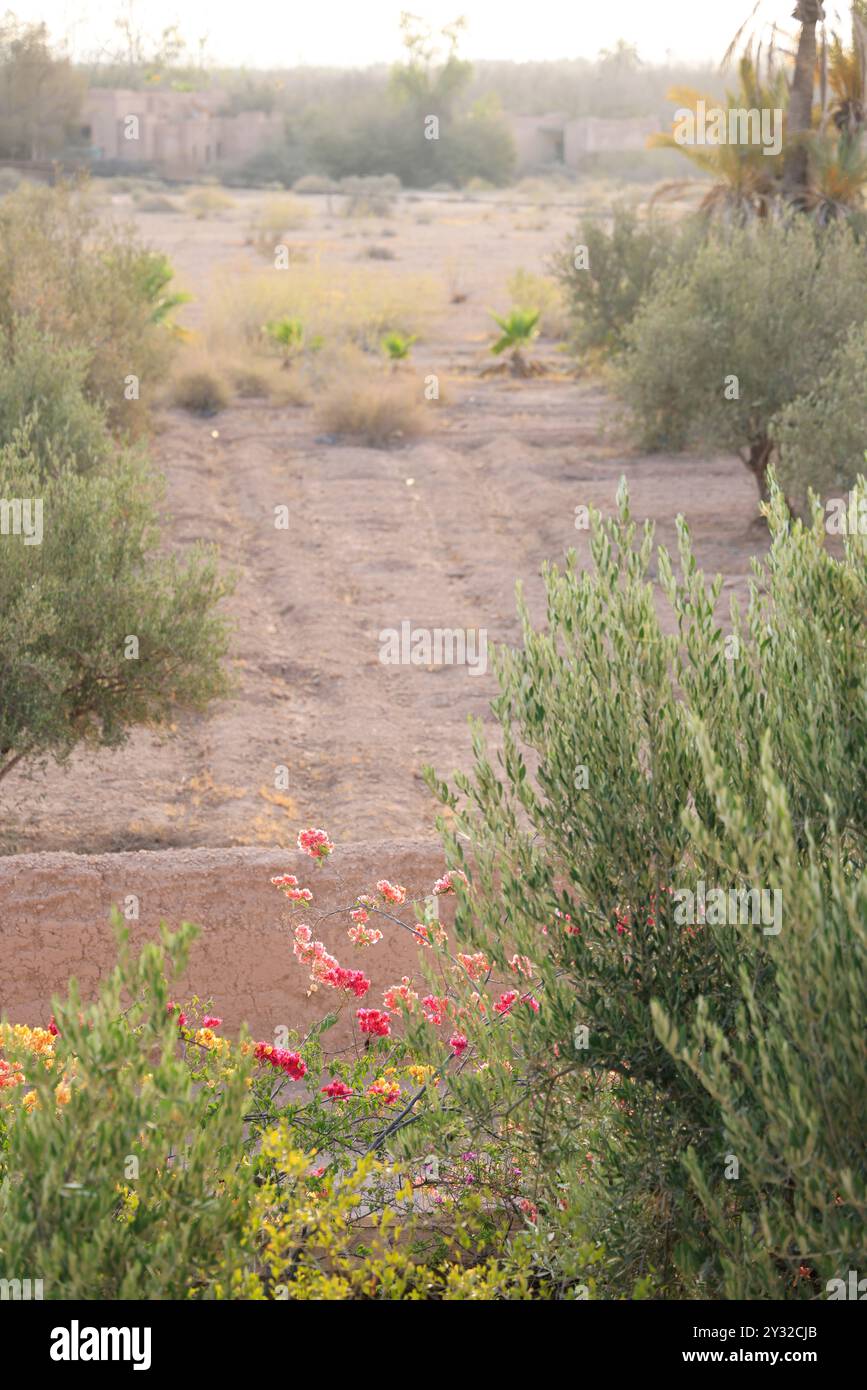 Olive trees in the Marrakech region of Morocco. Marrakech, Marrakech ...