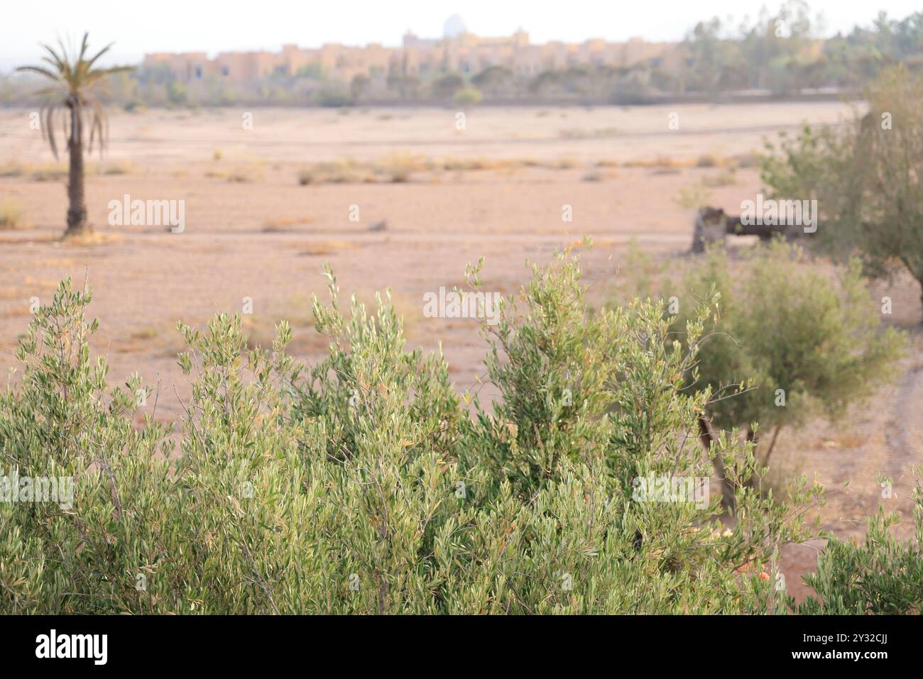 Olive trees in the Marrakech region of Morocco. Marrakech, Marrakech ...