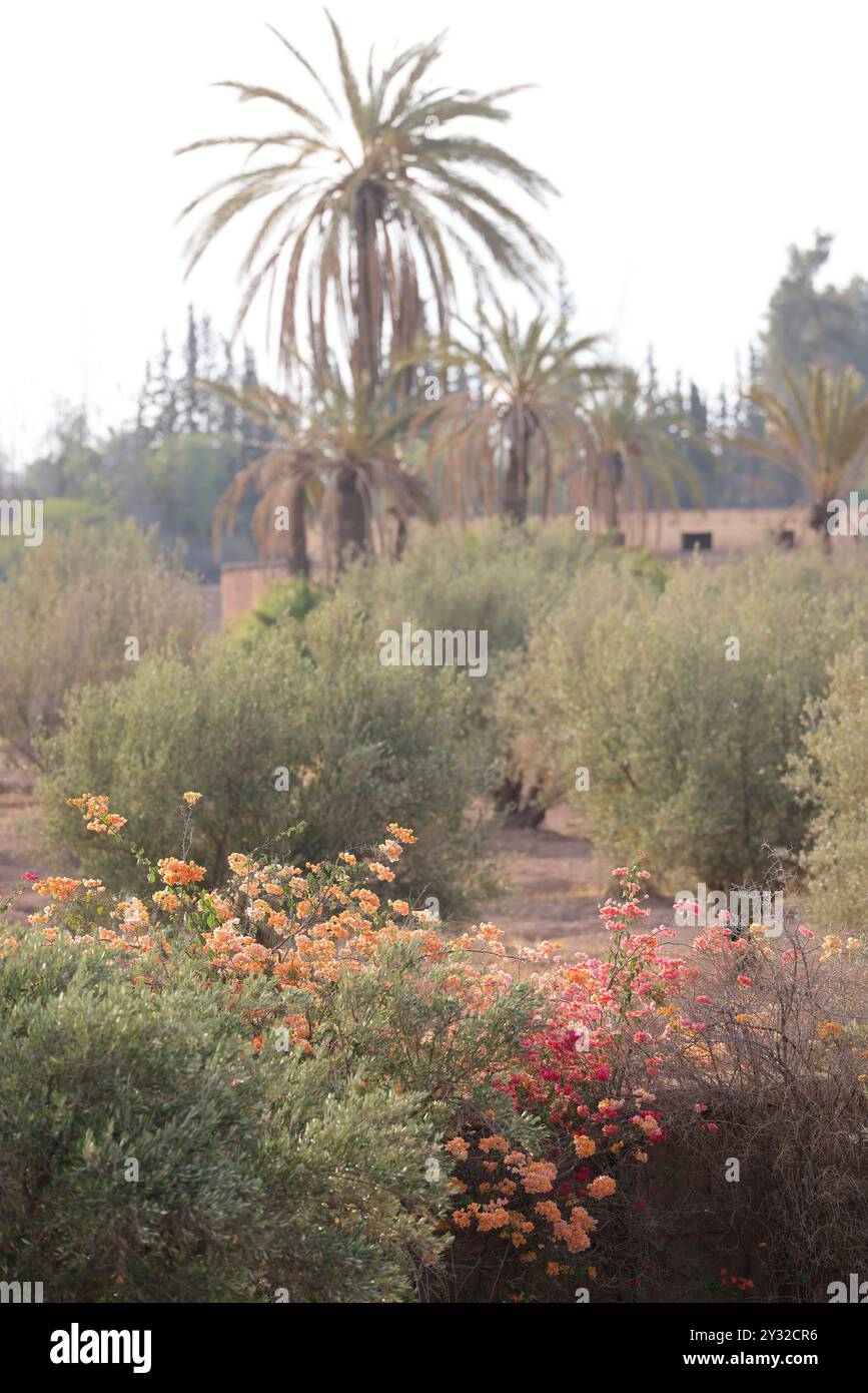 Olive trees in the Marrakech region of Morocco. Marrakech, Marrakech ...