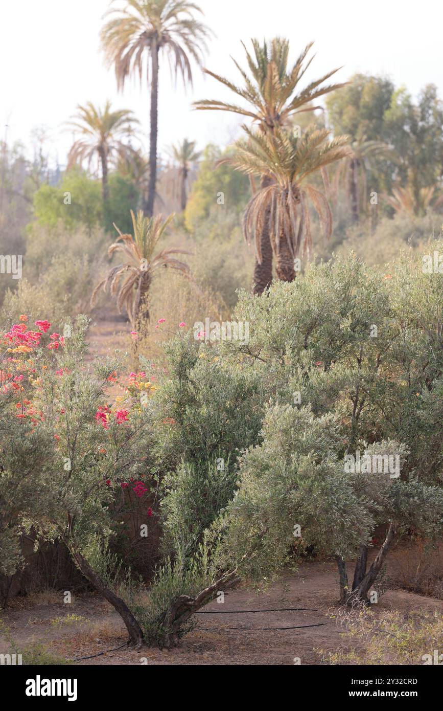 Olive trees in the Marrakech region of Morocco. Marrakech, Marrakech ...