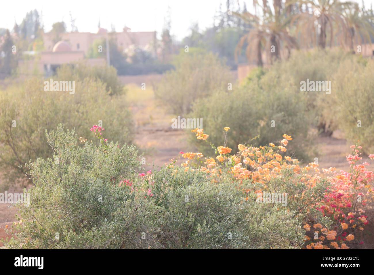Olive trees in the Marrakech region of Morocco. Marrakech, Marrakech ...