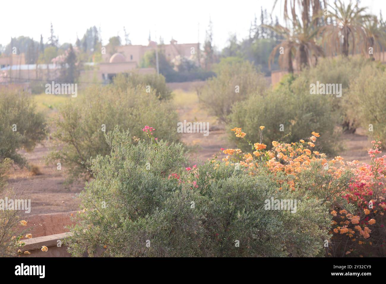 Olive trees in the Marrakech region of Morocco. Marrakech, Marrakech ...