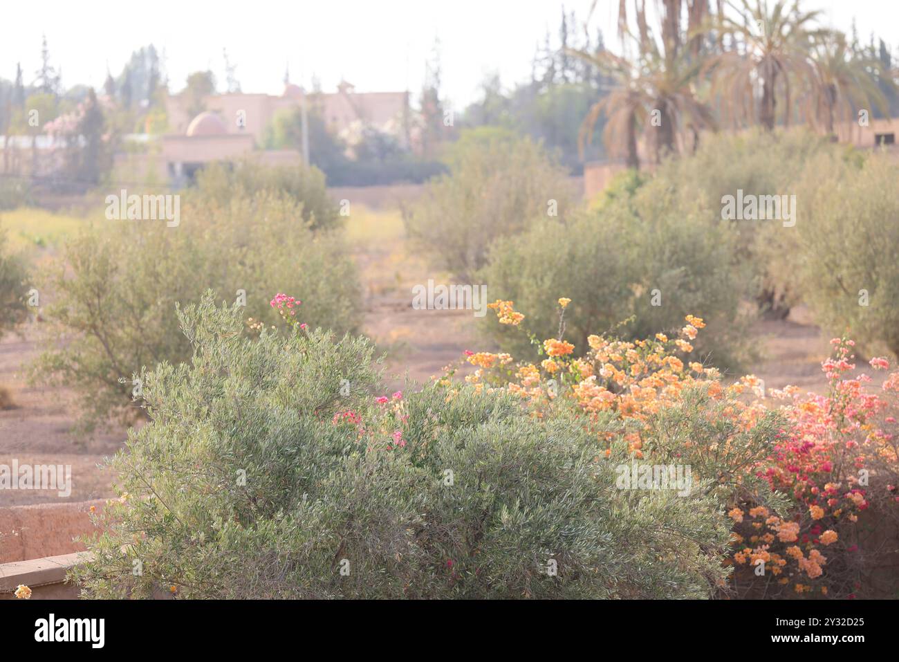 Olive trees in the Marrakech region of Morocco. Marrakech, Marrakech ...