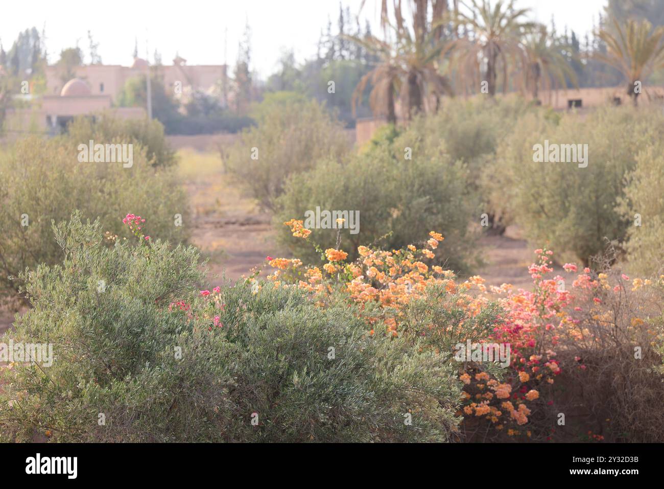 Olive trees in the Marrakech region of Morocco. Marrakech, Marrakech ...