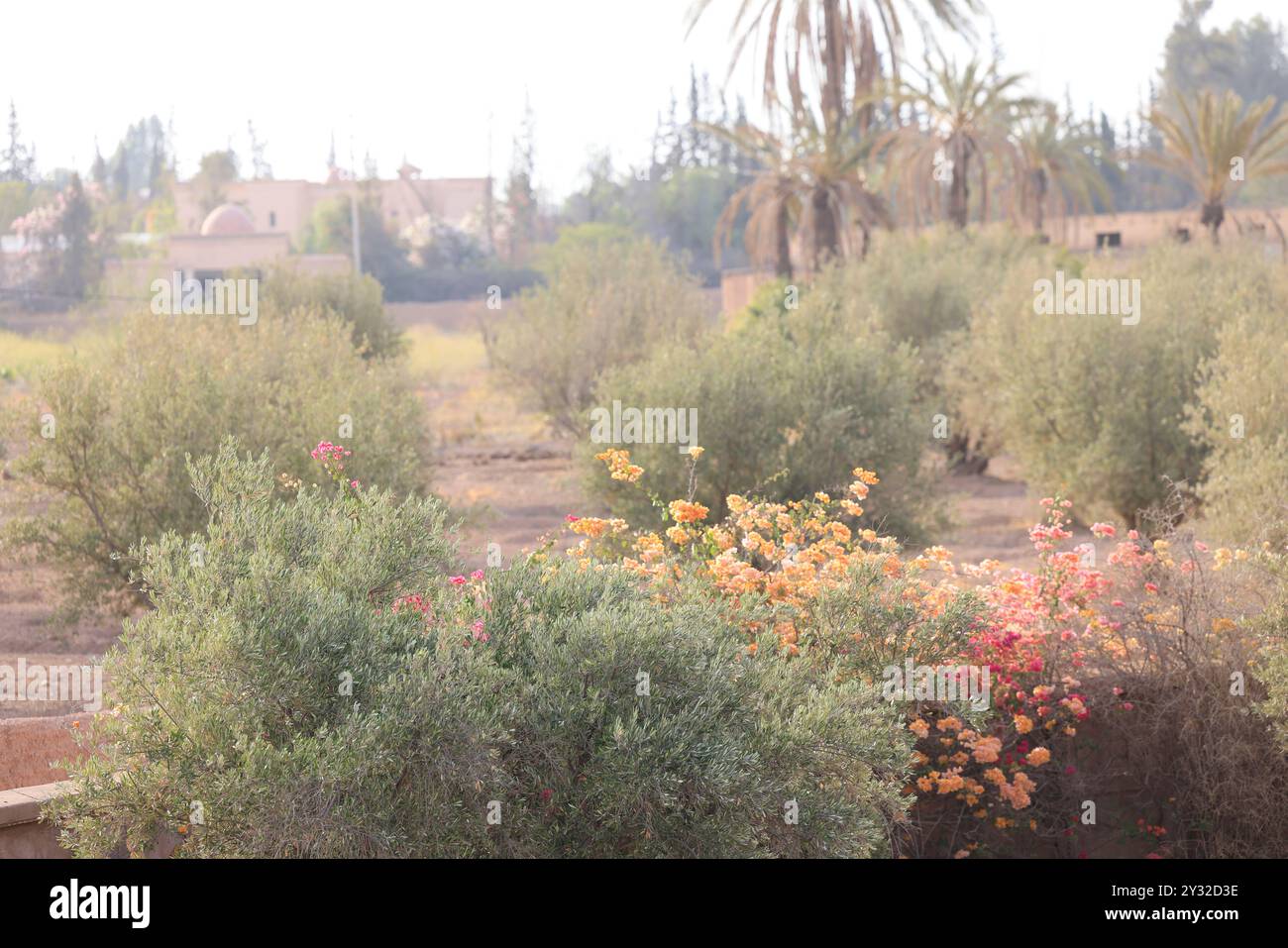 Olive trees in the Marrakech region of Morocco. Marrakech, Marrakech ...