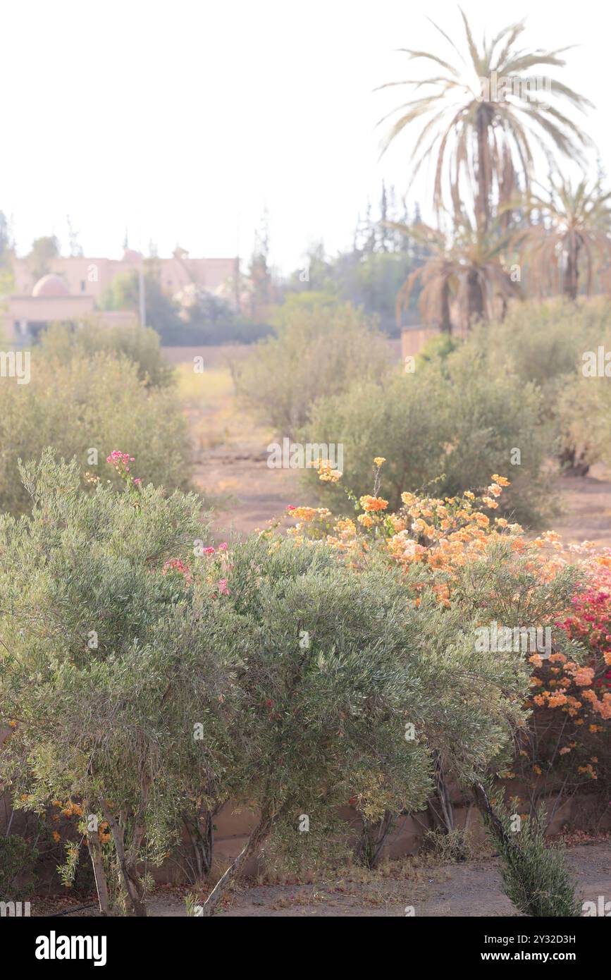 Olive trees in the Marrakech region of Morocco. Marrakech, Marrakech ...