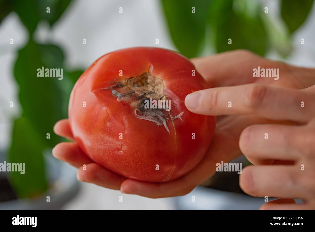 Close-up of hand holding rotten red tomato with mold, spoiled vegetable ...