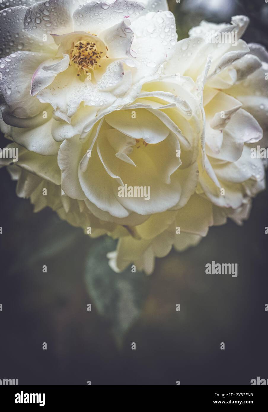 White roses after a shower of rain in the borders of Hidcote Gardens in ...