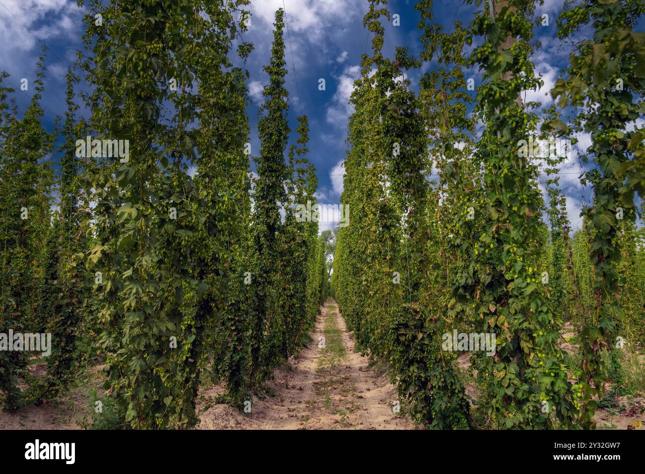 Huge hops plantation under the blue summer sky. Alcohol agriculture ...