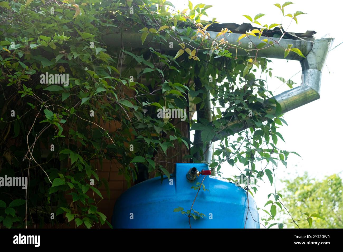 Close up Water collection tank under a roof with a drain in garden ...
