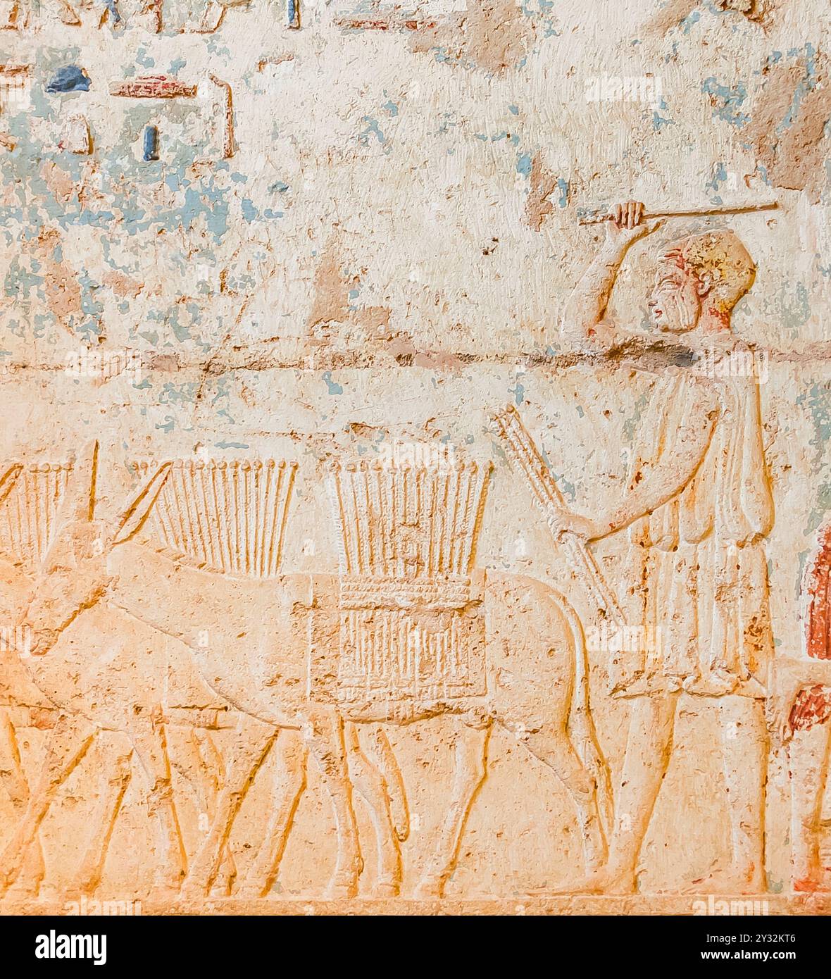 Egypt, Tuna el Gebel, tomb of Petosiris, flax harvest : Donkeys ...
