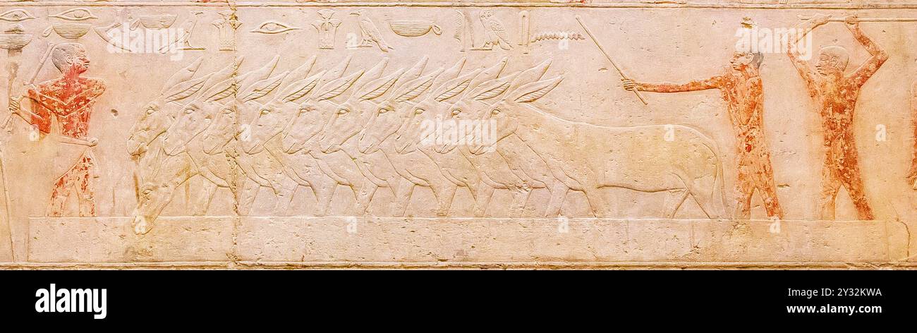 Egypt, Saqqara, tomb of Ty, stripping cereals, thanks to donkeys Stock ...