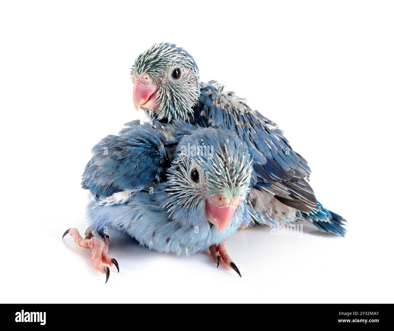 young Pacific parrotlet in front of white background Stock Photo - Alamy