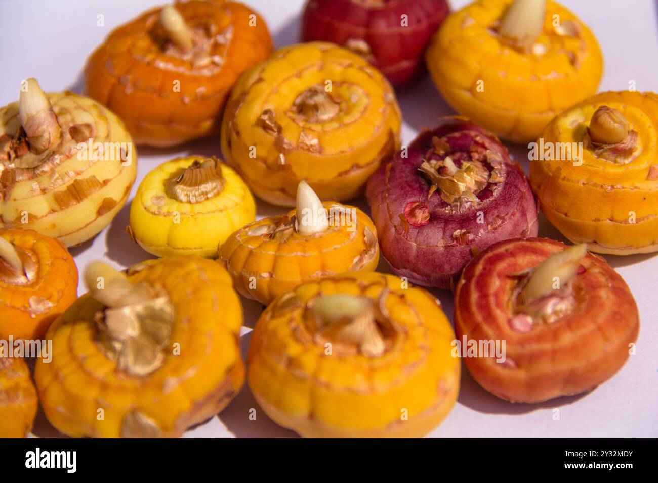 Sprouting gladiolus hi-res stock photography and images - Alamy