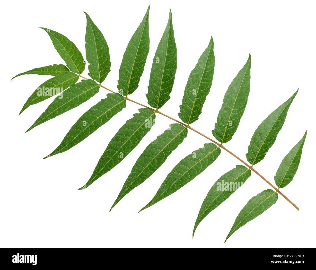 Leaf of the neem tree Azadirachta indica, with thin elongated leaflets ...