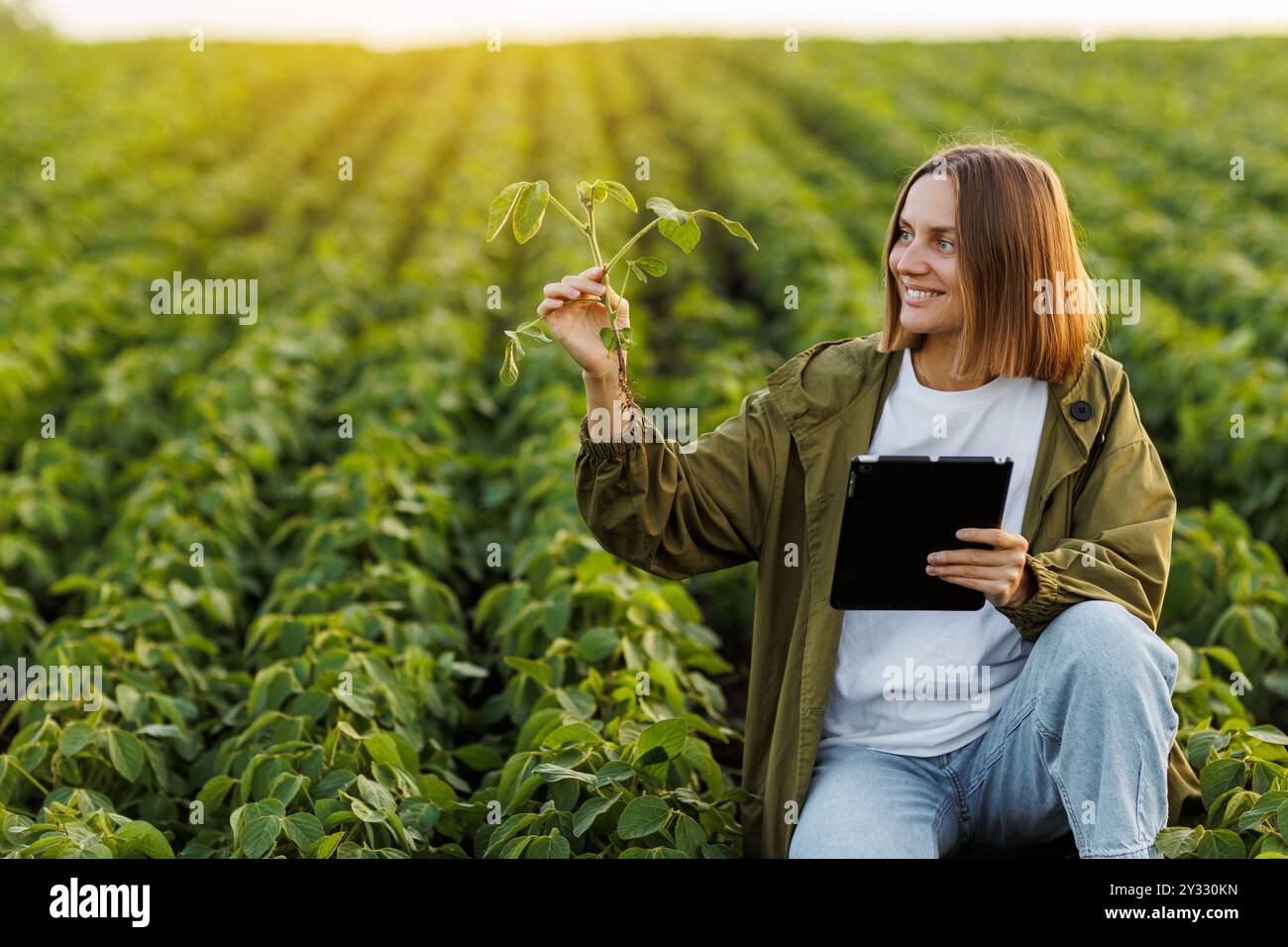 Smart farming soybean technology. Female farmer with digital tablet examines and checkins roots ...