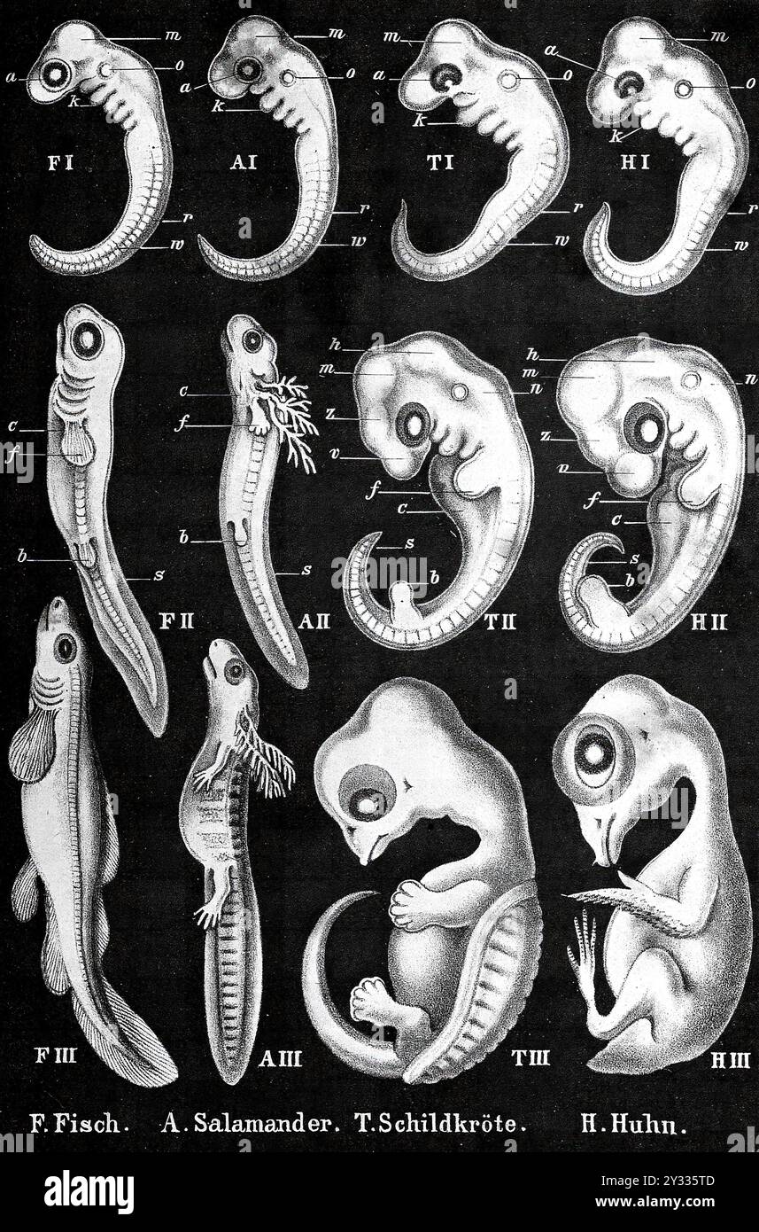 Ernst Haeckel, History of development, evolution, anthropogeny ...