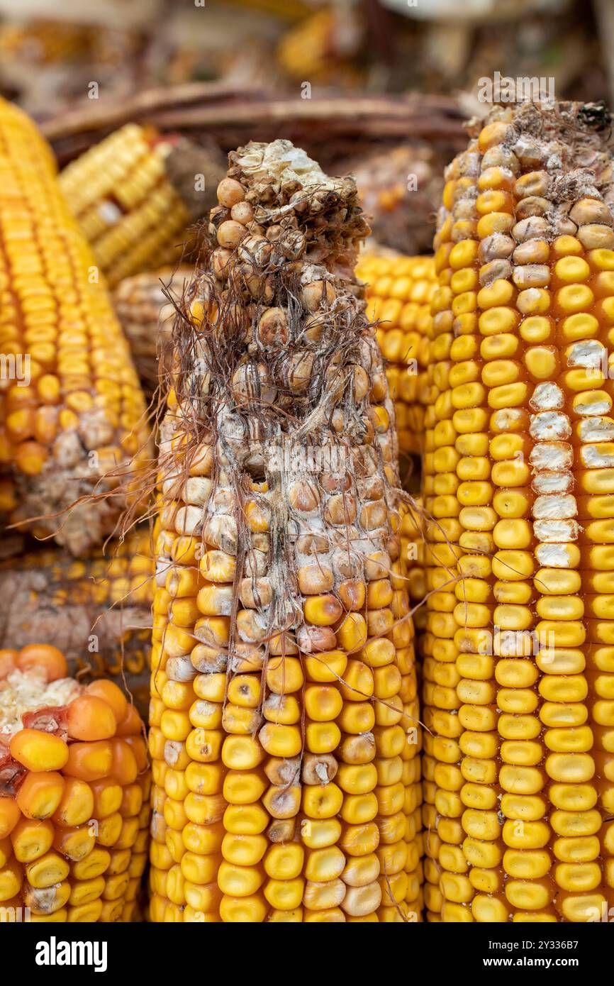 Close-up of dried corn cobs showing damaged kernels and husks after drought during autumn ...