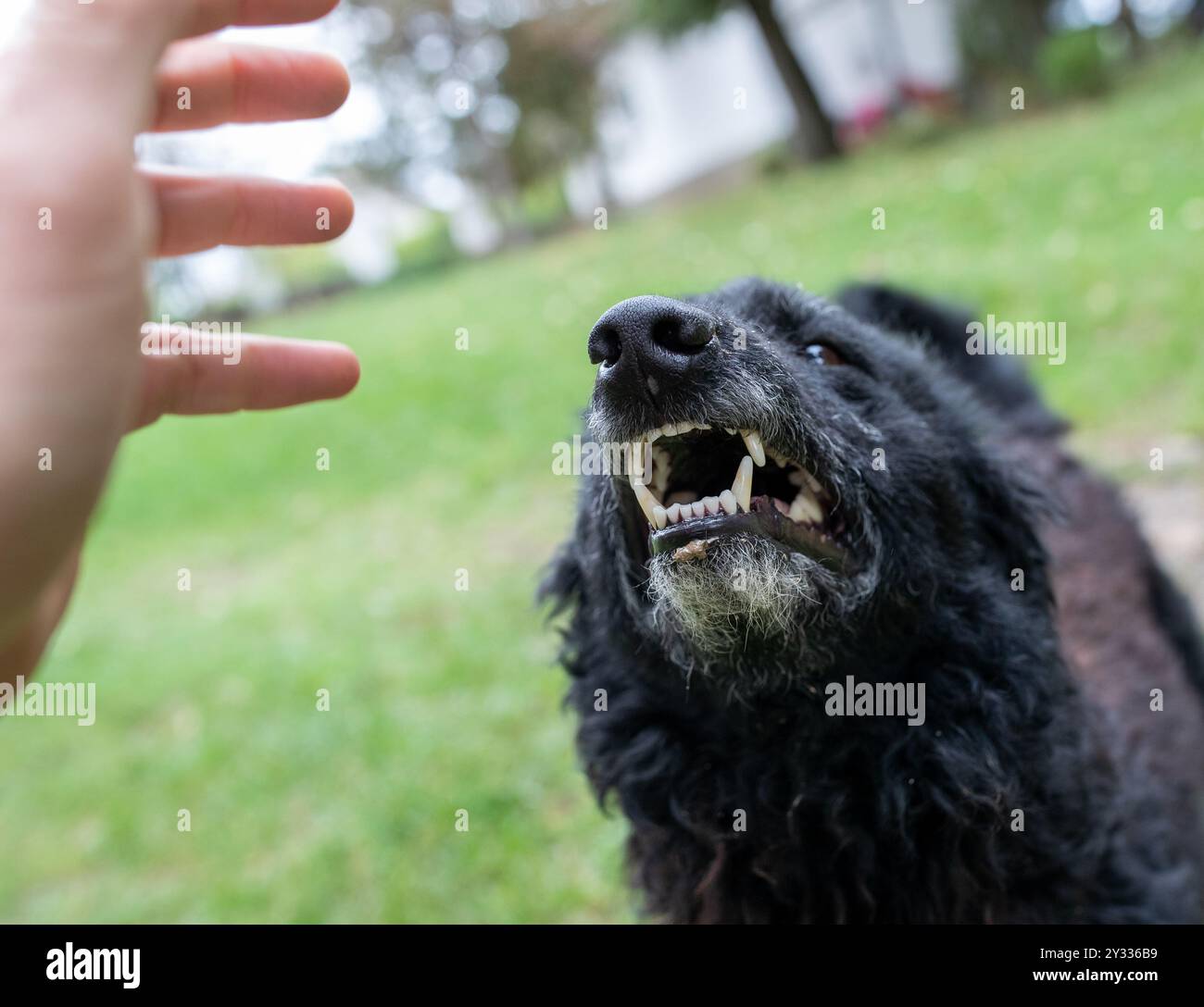 Black dog showing teeth to a human hand, growling and showing ...