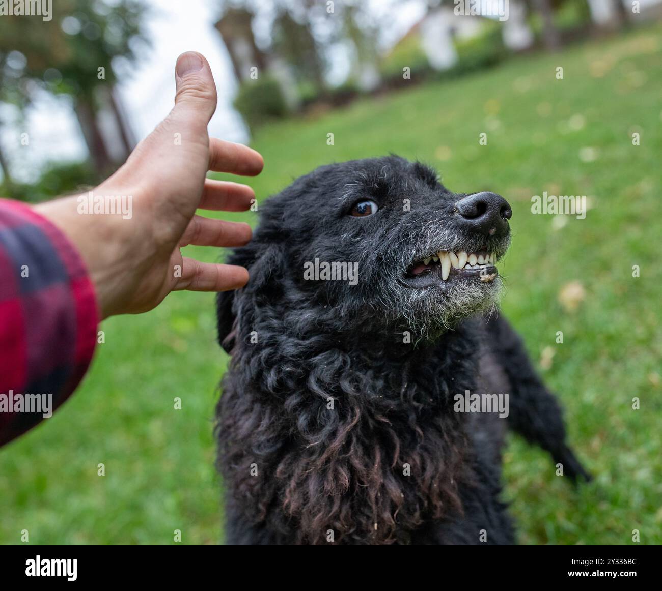 Dog growling showing teeth hi-res stock photography and images - Alamy