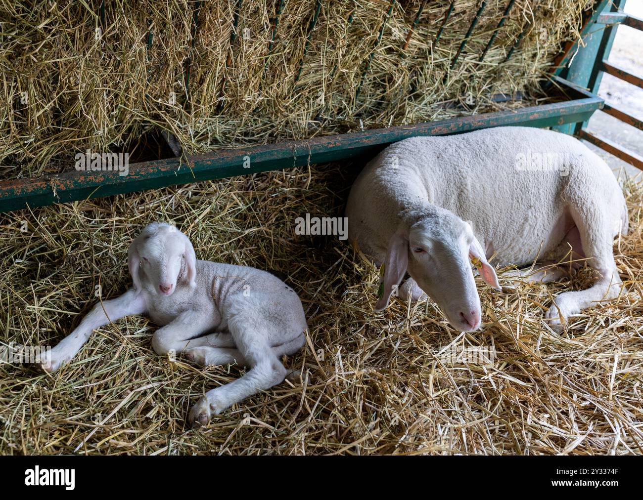 Mother sheep resting with her newborn lamb in cozy barn filled with ...