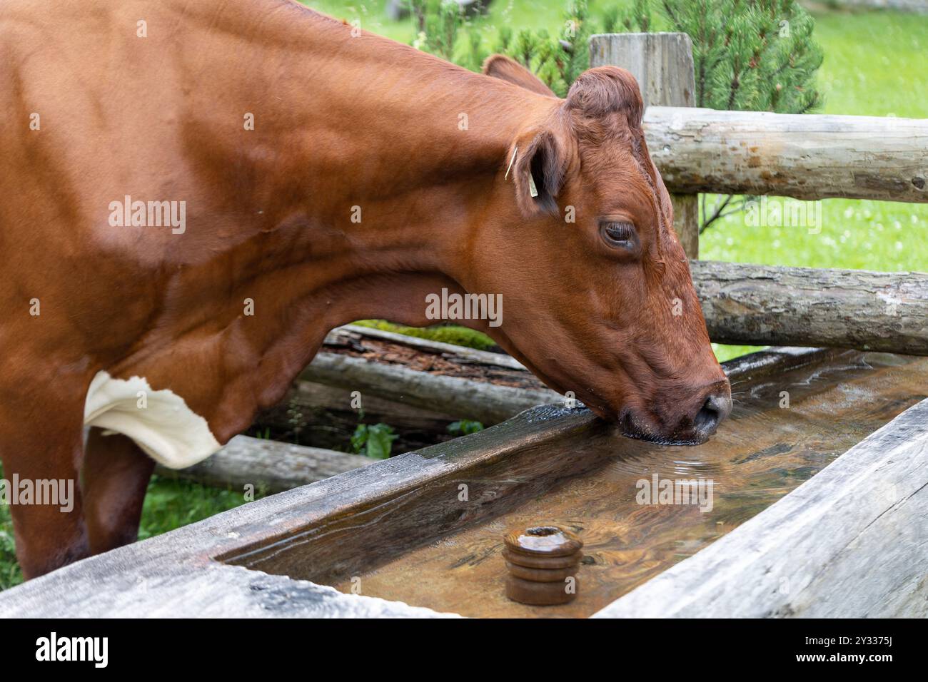 Pinzgauer cattle drinking water from wooden trough on ranch in Austrian ...