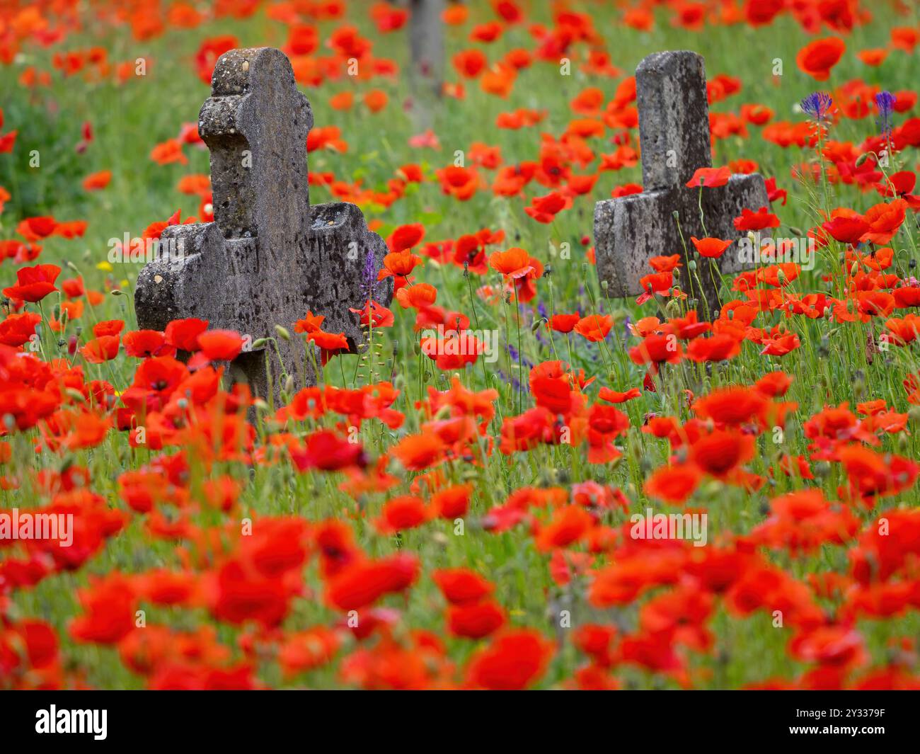 Mohn, Klatschmohn, Friedhof, Grabstein, Kreuz, Blumen, Mohnblumen Stock ...