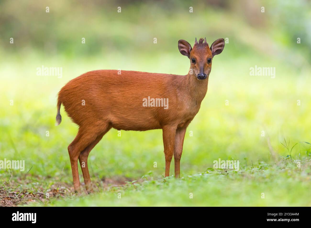 Rotducker, Natal-Rotducker, (Cephalophorus natalensis), (Cephalophus ...
