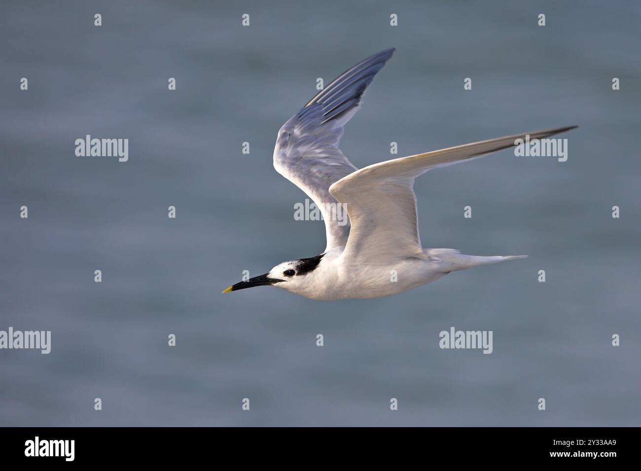 Brandseeschwalbe, (Sterna sandvicensis Stock Photo - Alamy