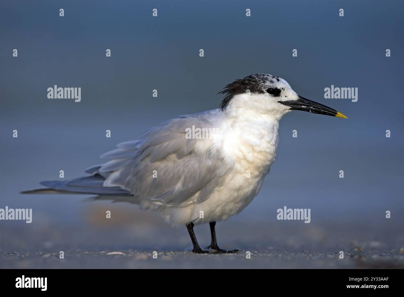 Brandseeschwalbe, (Sterna sandvicensis Stock Photo - Alamy